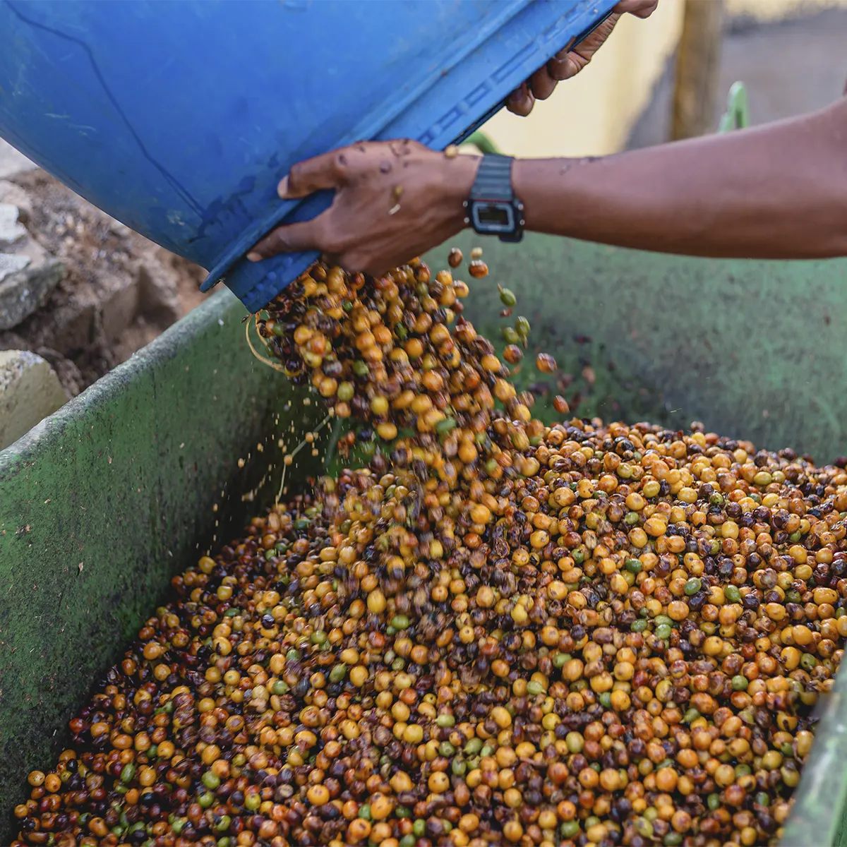 Como funciona um lavador de café e por que são importantes?