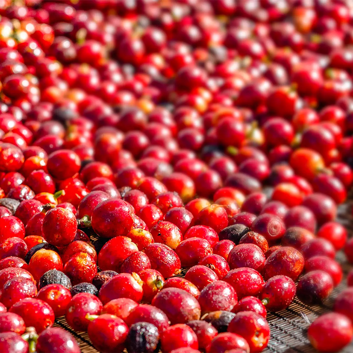 Variedade de café Catucaí - Unique Cafés