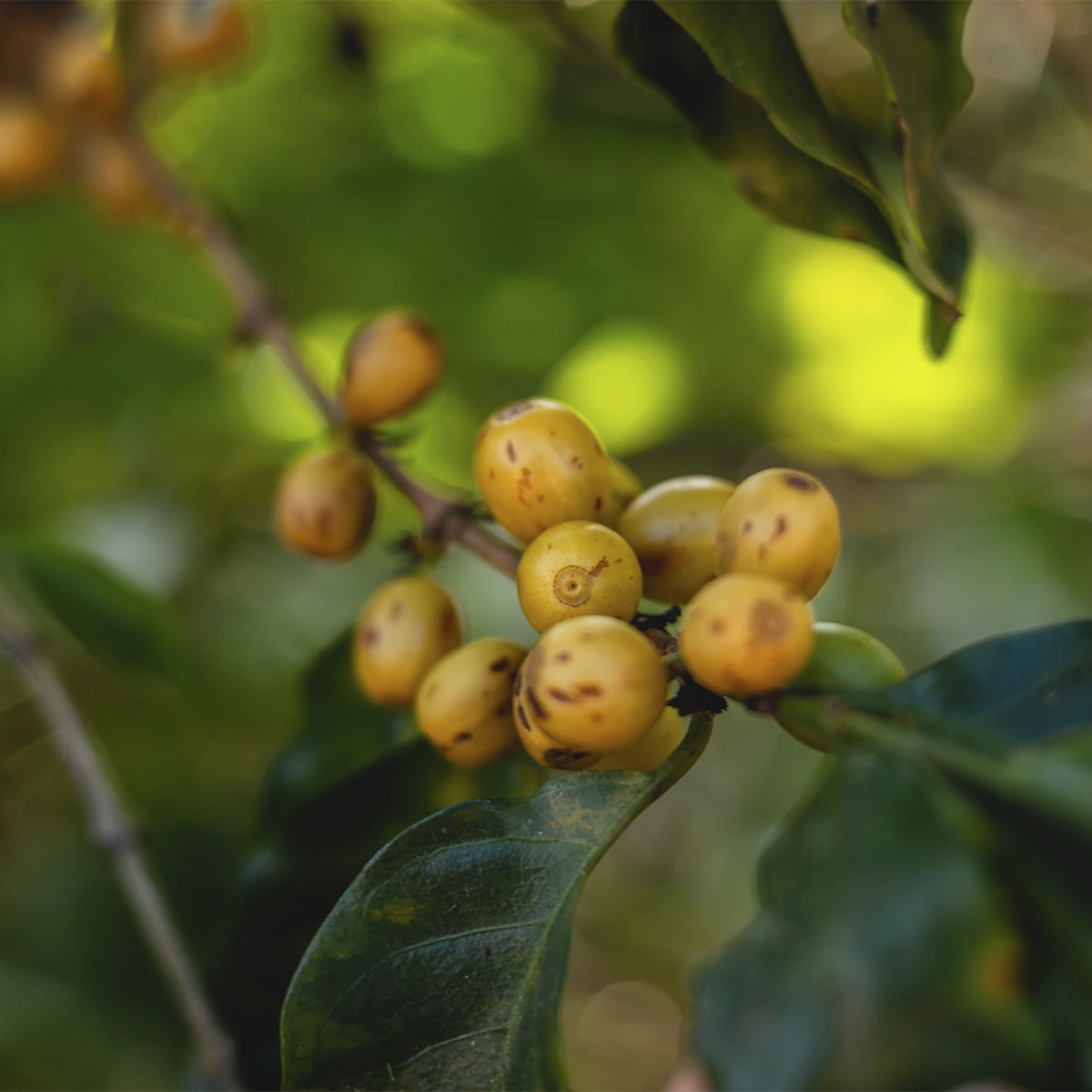 Conheça a variedade de café Bourbon Amarelo - Unique Cafés