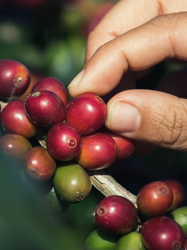 Descubra os segredos do fruto do café! - Unique Cafés